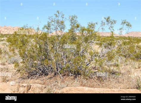 Creosote Ancient Desert Shrub That Smells Like Rain Qrzxi