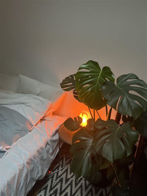 Decided To Take My Monstera Off My Bedside Table And Put It On The