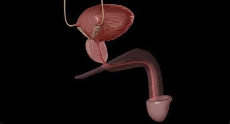 Premium Photo The External Urethral Orifice Is The External Opening