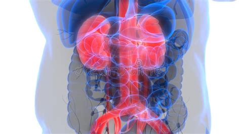 órgãos Internos Humanos Sistema Urinário Rins Anatomia Da Bexiga