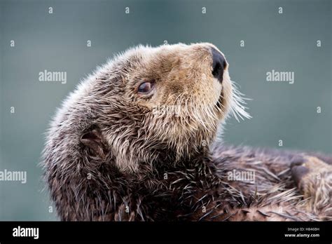 Sea Otter Enhydra Lutris Prince William Sound Alaska Stock Photo