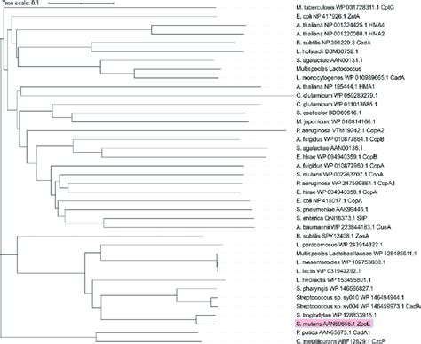 Phylogenetic Tree Of P Type Atpases Including Zcce And 38 Other P Type