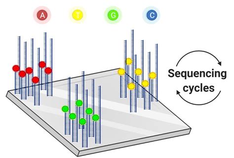 Sequenzieren So Entdeckt Und Unterscheidet Man Coronavirus Varianten