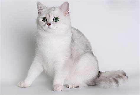 猫咪吃什么容易发胖猫咪吃什么容易长胖 哔哩哔哩