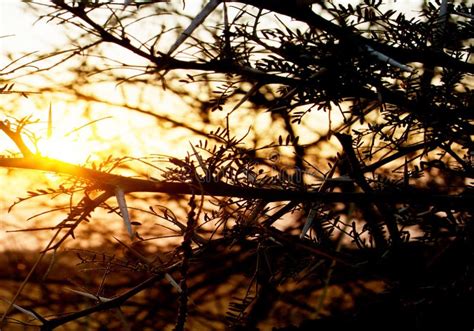 Scenic Golden Sunset Seen Behind The Leafless Tree Branches Stock Image Image Of Sunset