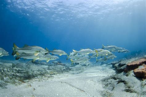Redfish Wallpapers Wallpaper Cave