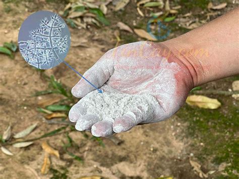 Nấm Trichoderma Lợi Hại Như Thế Nào Tin Cậy