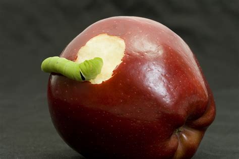 Discovered The Apple Bug That Will Crash Your IPhone IT Pro