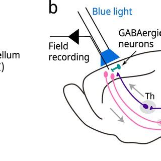 Experimental Configuration And Neural Circuit Involved In This Study A Download Scientific
