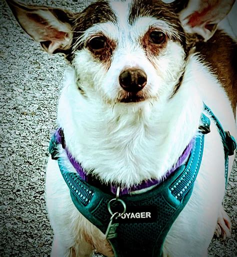Rosie Photograph By Linda Thacker Fine Art America