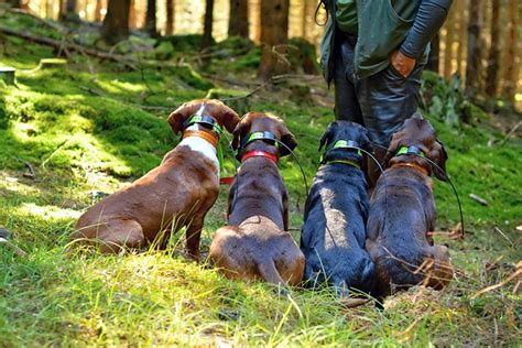 Techniques Déducation Pour Chien De Chasse Tibet Terrier