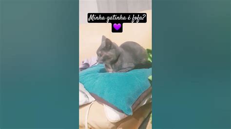 Minha Gatinha é Fofa Youtube
