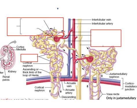 Nephron 2 Labeling Quiz