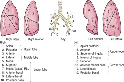 How Many Lobes Of Lungs