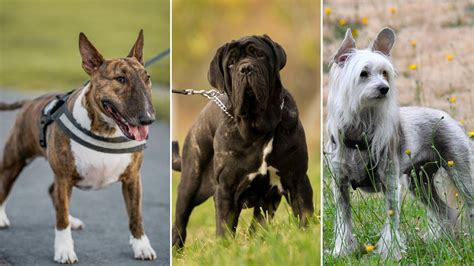 Pictures Of Weird Dogs