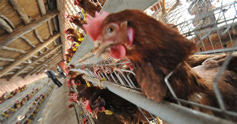 Segundo Análisis Negativo De Gripe Aviar En La Avícola De Corrientes