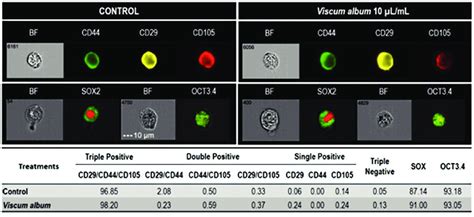 Flow Cytometry Immunophenotyping Of Msc After 72 Hours Of Culture In