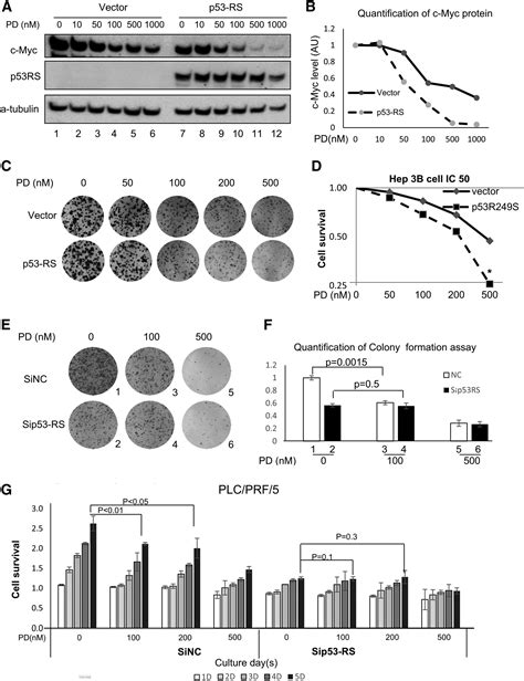 Mutant P53 Gains Its Function Via C Myc Activation Upon Cdk4