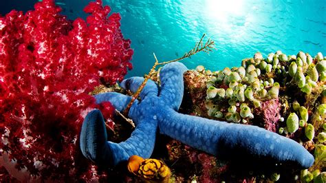 Download Animal Starfish Hd Wallpaper