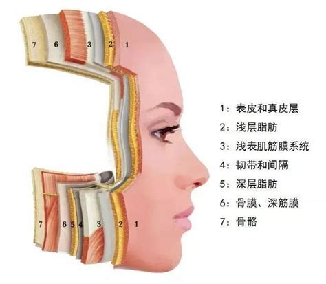 分层抗衰是什么？为什么要分层进行抗衰？ 知乎