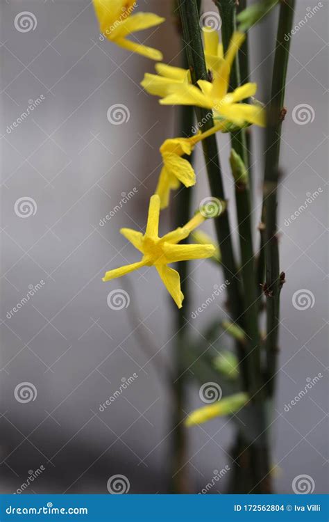 Winter Jasmine Stock Photo Image Of Botany Close Jasmine 172562804