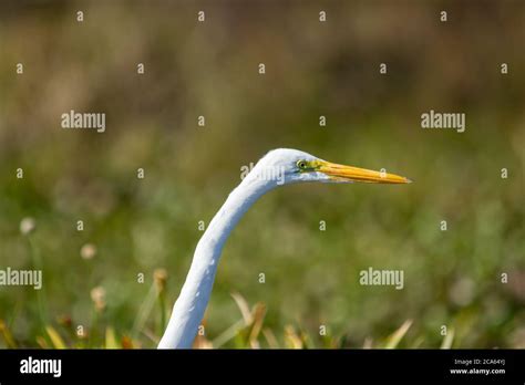 White bird big hi-res stock photography and images - Alamy