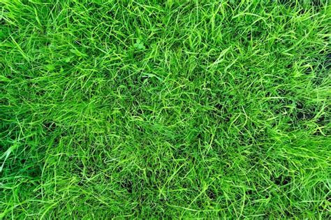Fond De Texture Dherbe Verte Fond De Plantes Moelleuses Photo Premium