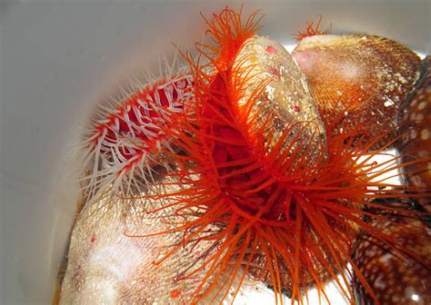 40 Lima Scabra Fotos Fotos De Stock Imagens E Fotos Royalty Free Istock