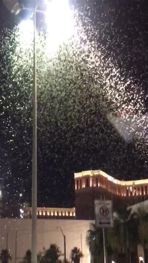 Massive Grasshopper Migration Las Vegas Stock Video Pond5