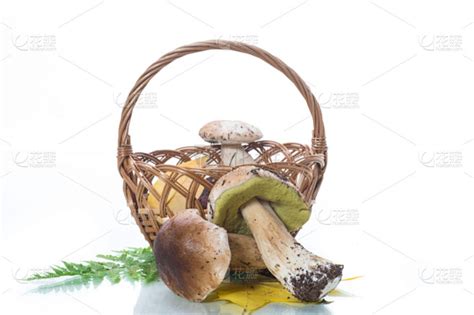 清新 白色 自然 蘑菇 森林 素食 牛肝菌 蔬菜 篮子 食品