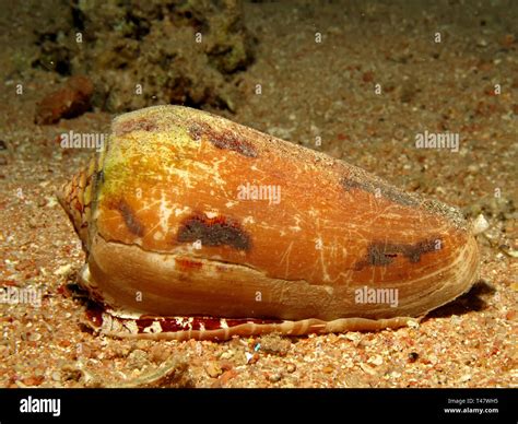 Geography Cone Snail Environment At Lola Epperson Blog