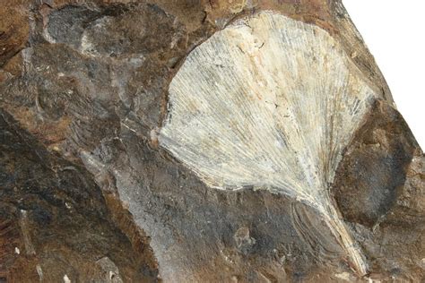 Two Fossil Ginkgo Leaves From North Dakota Paleocene 236656 For