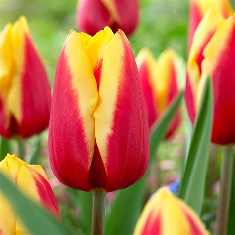 Buy premium quality Tulip 'Jan Seignette' 10/12cm from Dutch Bulbs