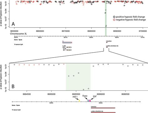 Genome Wide Identification Of Hypoxia Induced Enhancer Regions Peerj