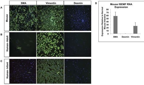 Figure 1 From Intestinal Subepithelial Myofibroblasts Support In Vitro And In Vivo Growth Of