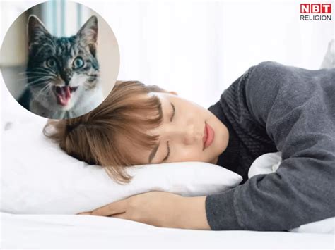 Swapna Shastra Sapne Me Billi Dekhna Cat Dream Interpretation