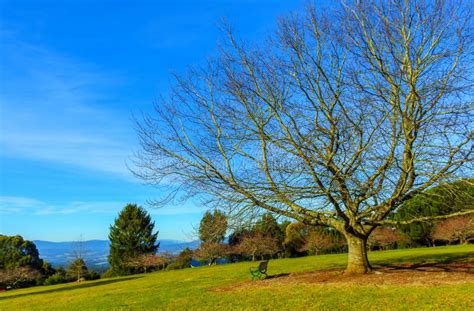 Naked Tree And Bench On Warm Autumn Day Stock Image Image Of Branches