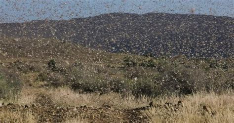 Locust Swarm 