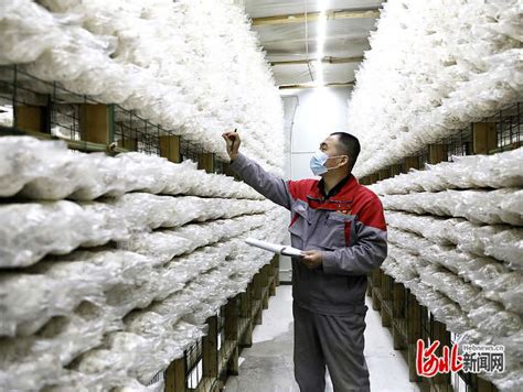 河北宁晋小菌种 大产业凤凰网河北 凤凰网