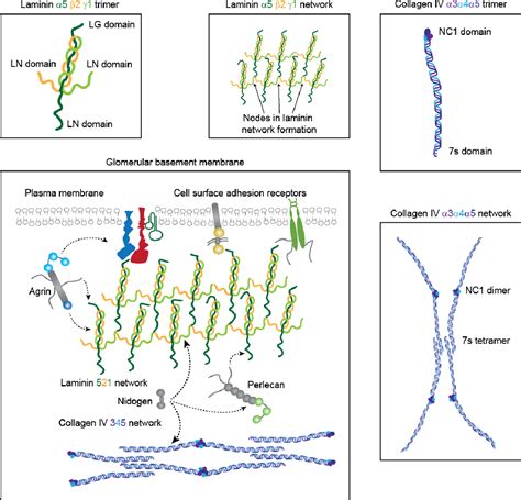 Figure 1 1 From Proteomic Analyses Of Kidney Glomerular Extracellular