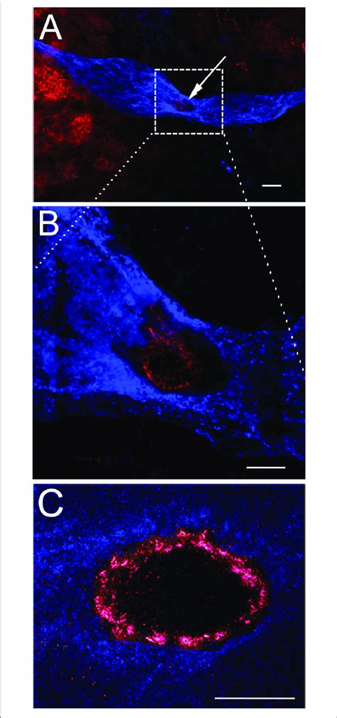 Serotonin Is Localized In The Rim Of The Vascular Cavity The