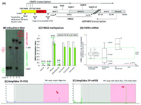 Molecular Results A Organization Of The Fmr1 5′ Region Including The