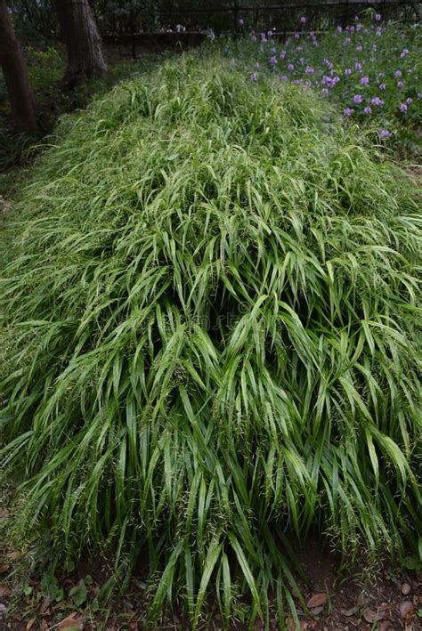 Japanese Forest Grass Stock Image Image Of Plants Color 115335949