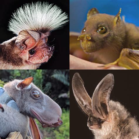 Hammerhead Bat