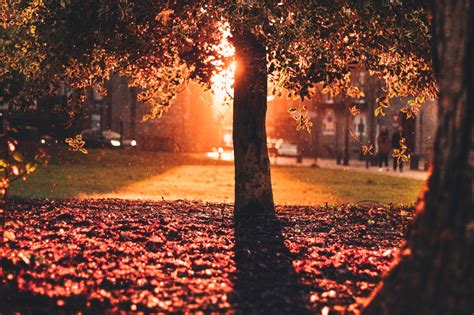 Fondos De Pantalla Puesta De Sol Otoño Césped Hojas Naturaleza
