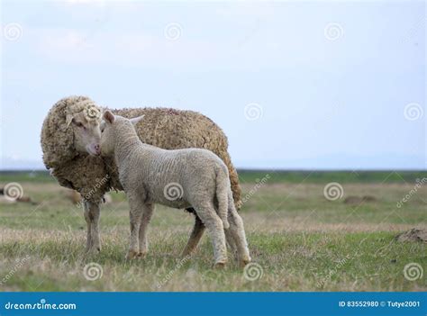 Förtjusande Behandla Som Ett Barn Lammet Arkivfoto Bild av angus natur