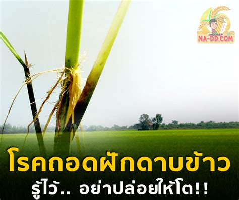 นาดีดี คอม 🌾โรคถอดฝักดาบข้าว รู้ไว้ อย่าปล่อยให้โต