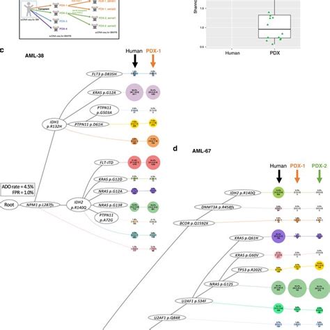 The Cellular Level Mutual Exclusivity Of AML Driver Mutations Ad