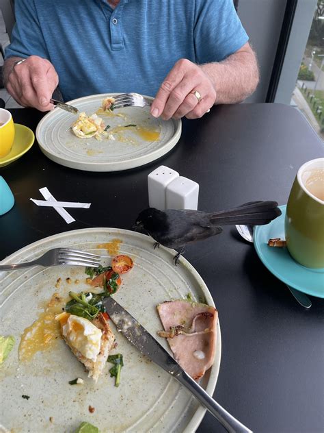 Willy Wagtail Entering Our House Multiple Times Rperth