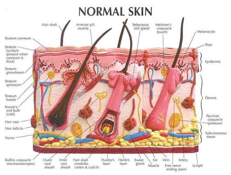 The Integumentary System Explained A Simple Diagram For Understanding